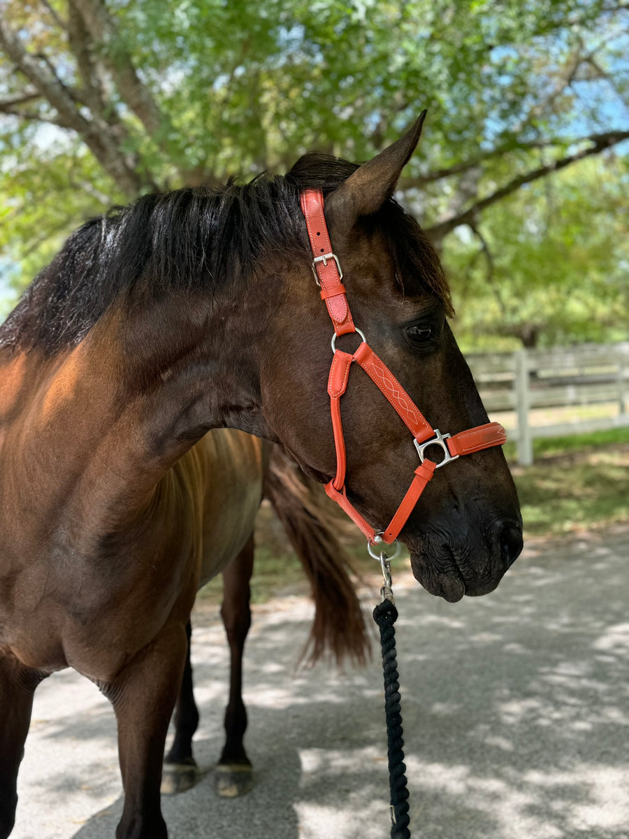 The Benefits of Leather Halters – Salado Creek Tack Shop